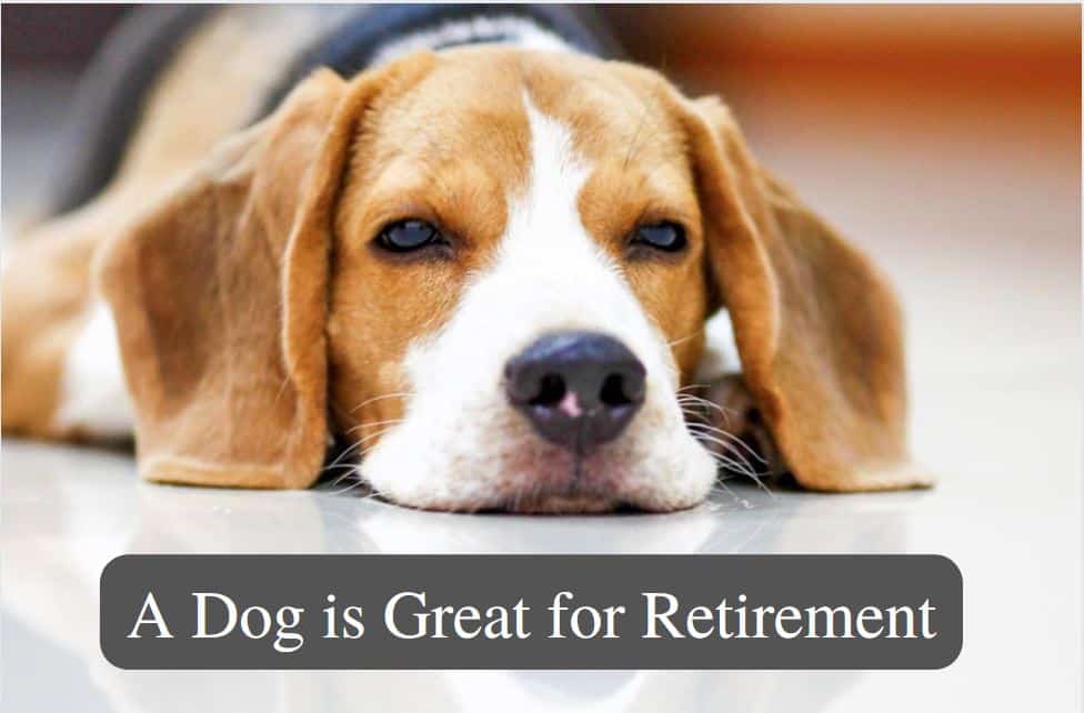 A Dog is Great for Your Retirement - The Financial Quarterback™